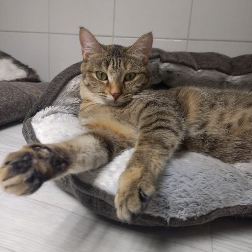 Стерилизованная кошечка в добрые руки