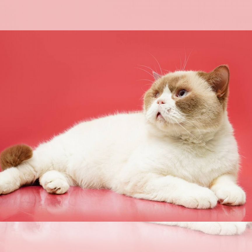 Британский короткошёрстный, взрослый кот