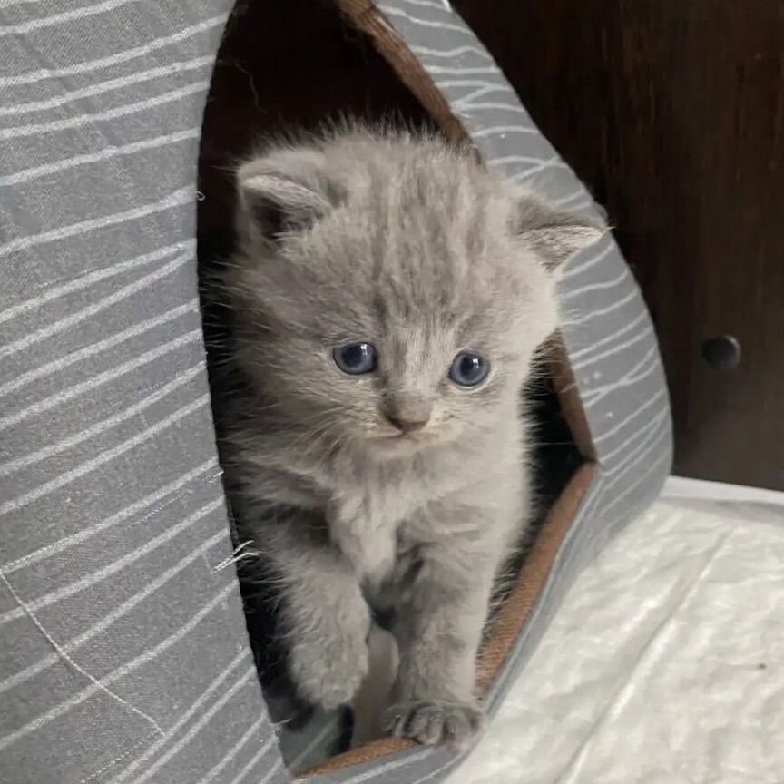 Шотландский вислоухий длинношёрстный котёнок