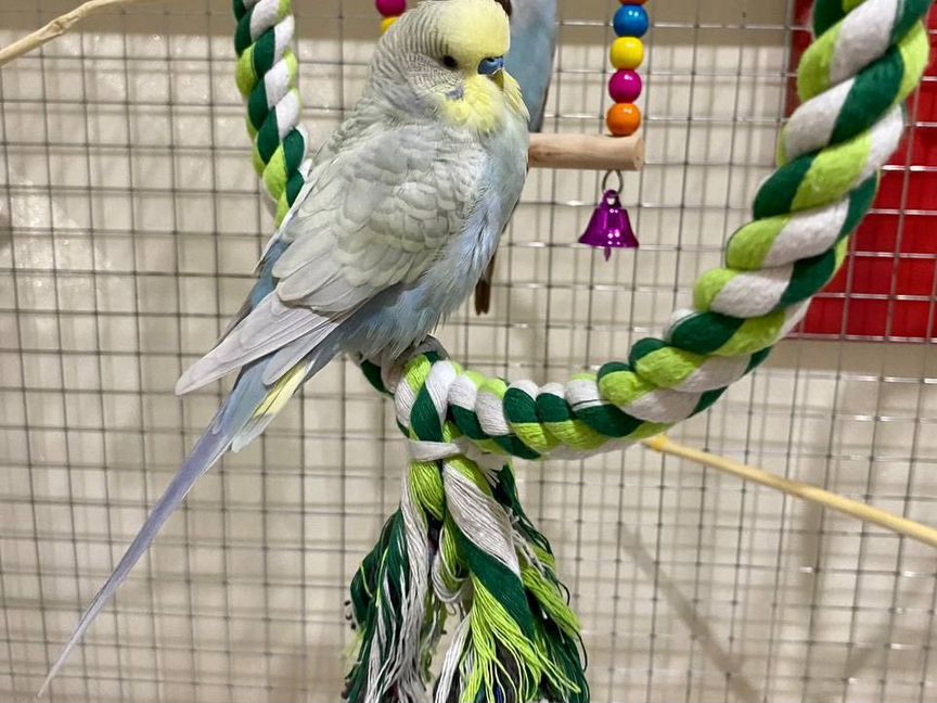 Волнистый попугай