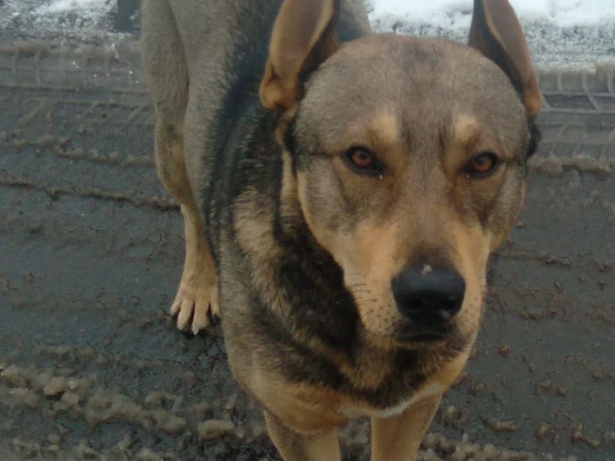 Песик с интересными ушками в добрые руки