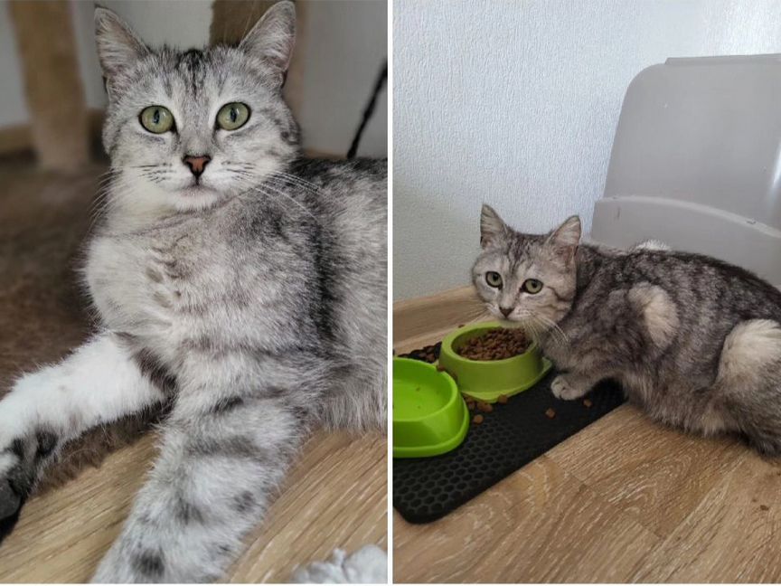 Кисонька ищет дом