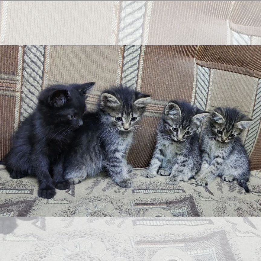 Котёнок в добрые руки