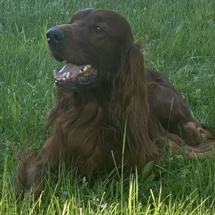 Мойка для лап