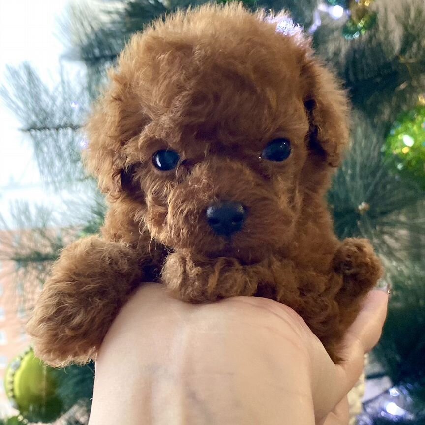 Той-пудель, щенок