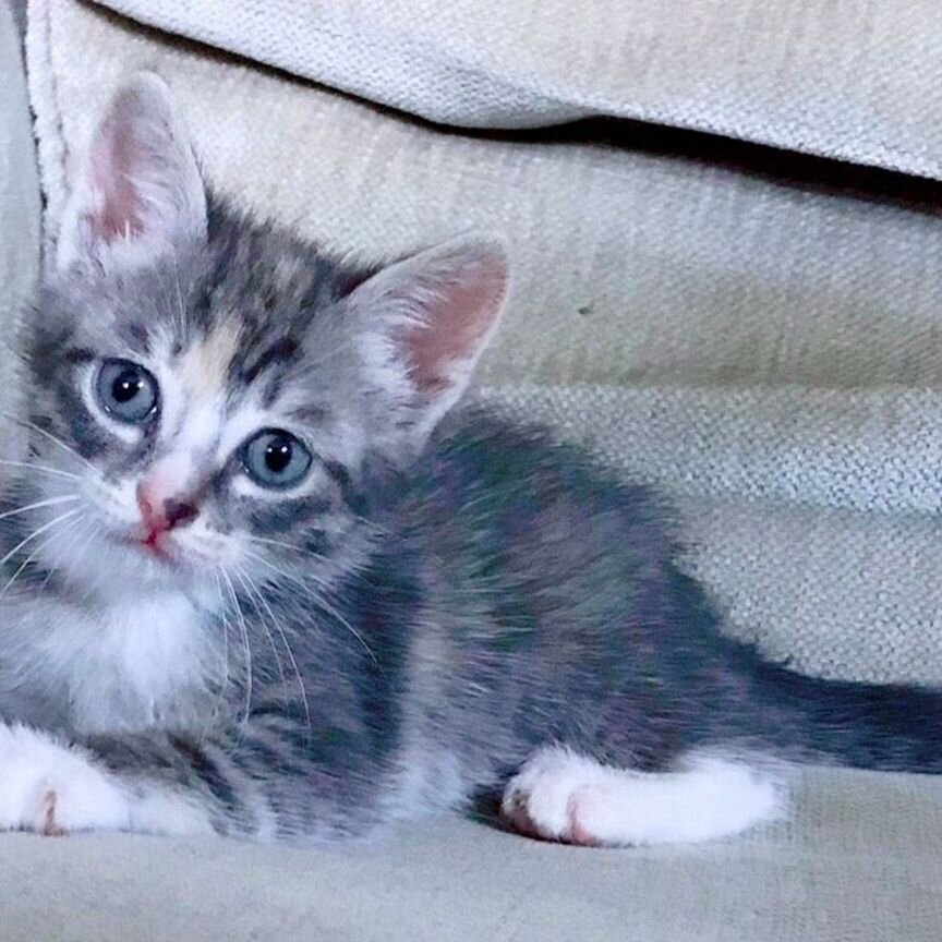 Котенку нужен дом