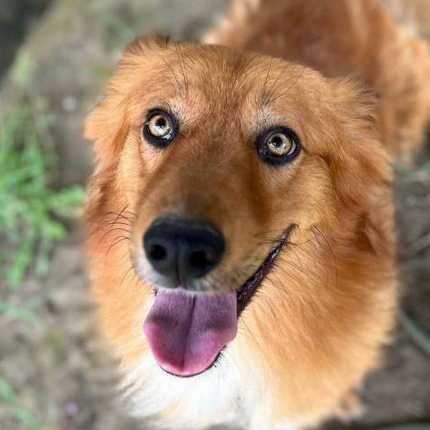 Ясноглазый Тобик ищет дом