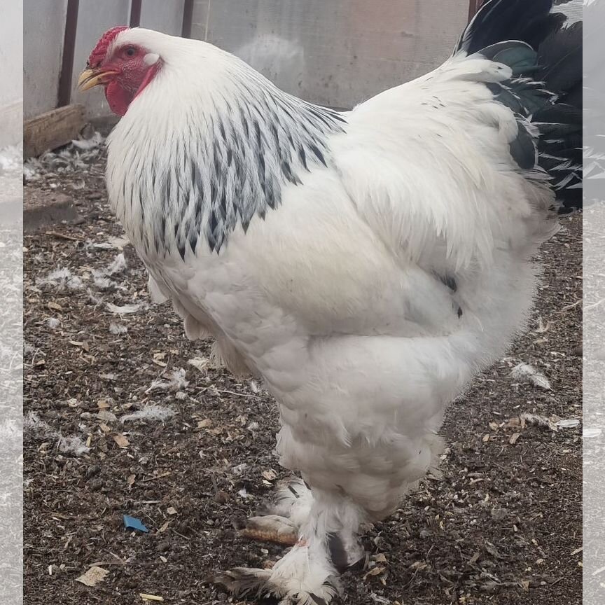 Петух брама колумбийский