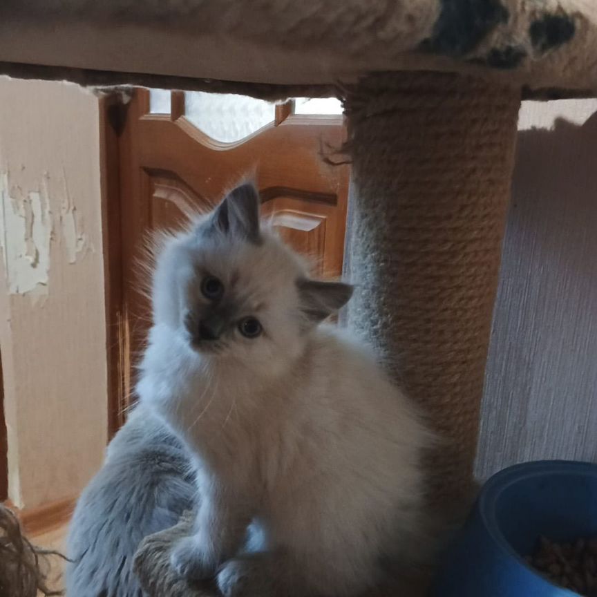 Котята невские маскарадные