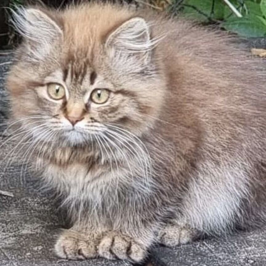 Котенок ищет дом