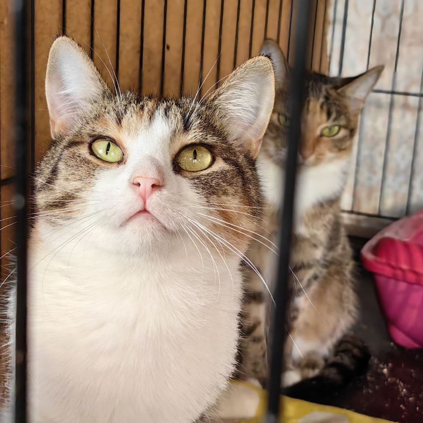 Дай шанс на счастливую жизнь