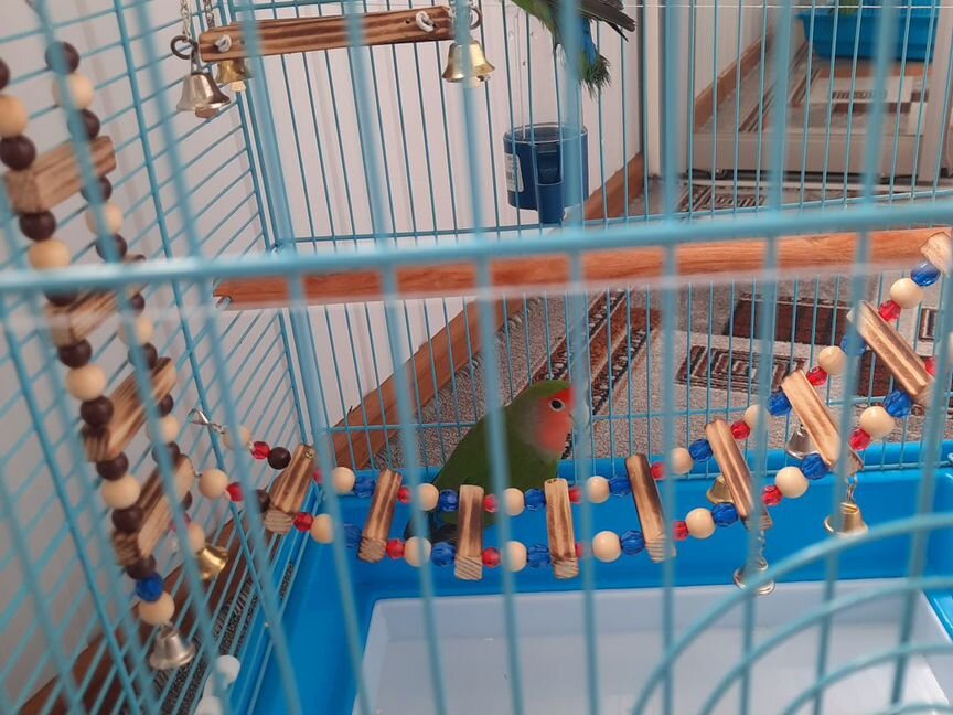 Продам попугаев