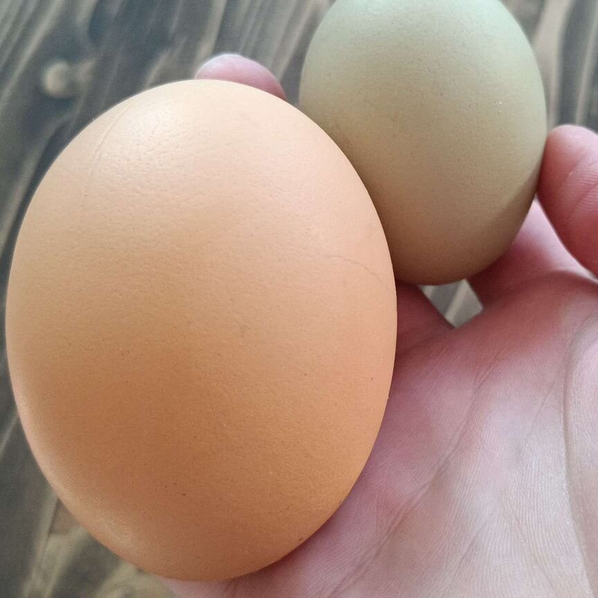 Петух, яйцо инкубационое