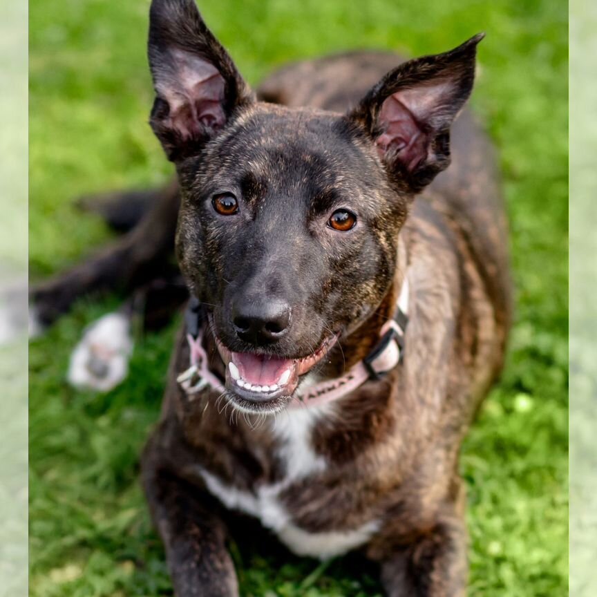 Голландская овчарка, щенок