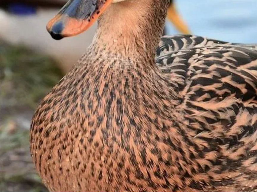 Утки подсадные для охоты