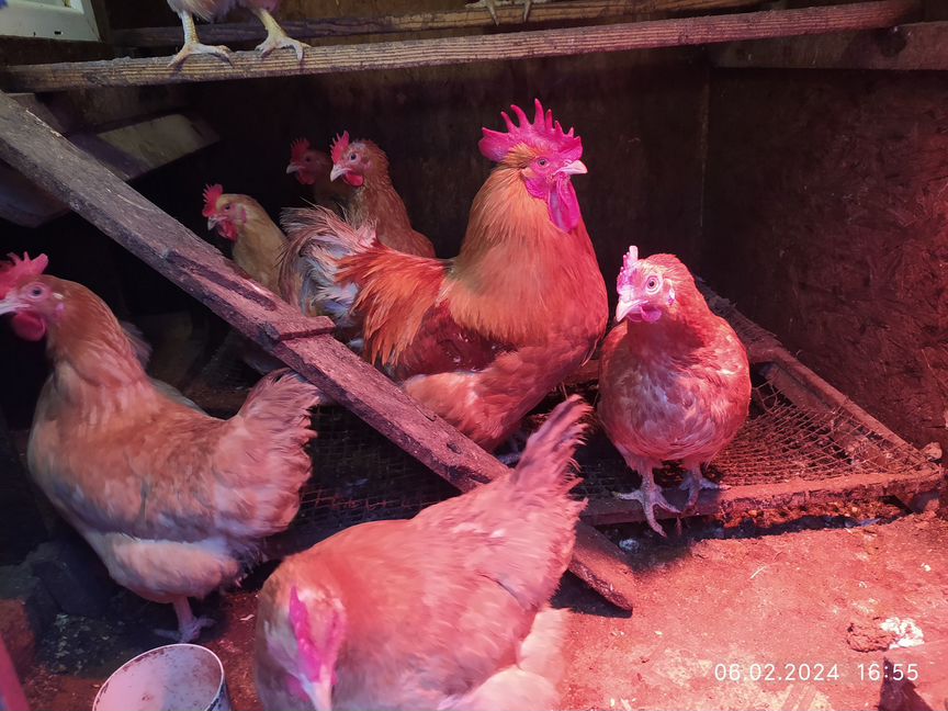 Мини мясные палевые