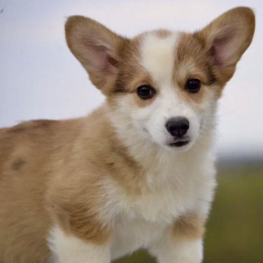 Вельш Корги Пемброк, щенок