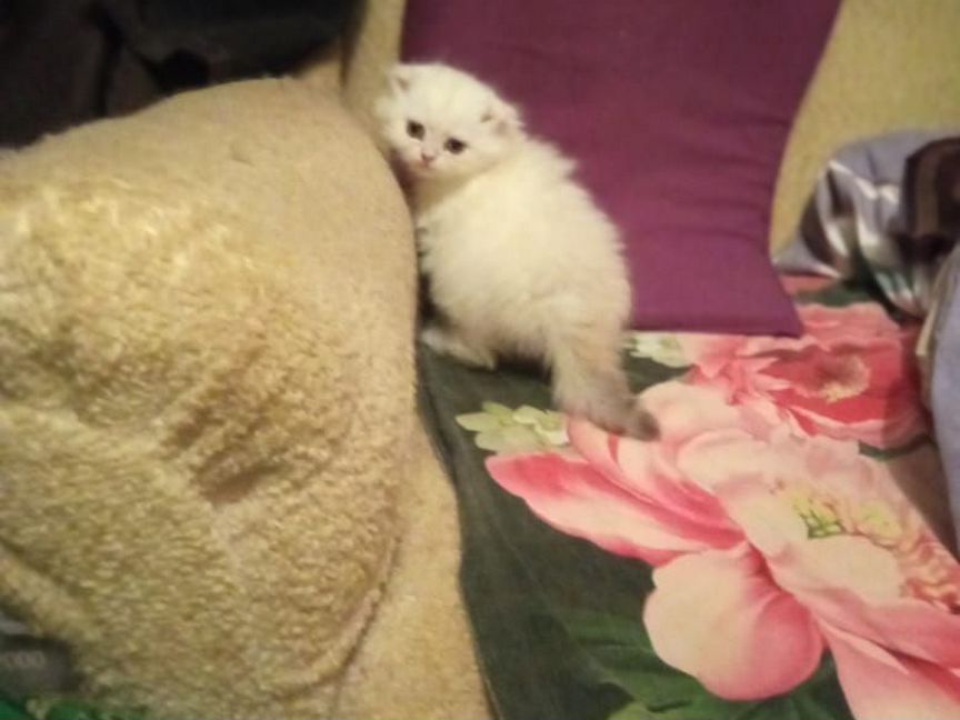 Персидский котенок