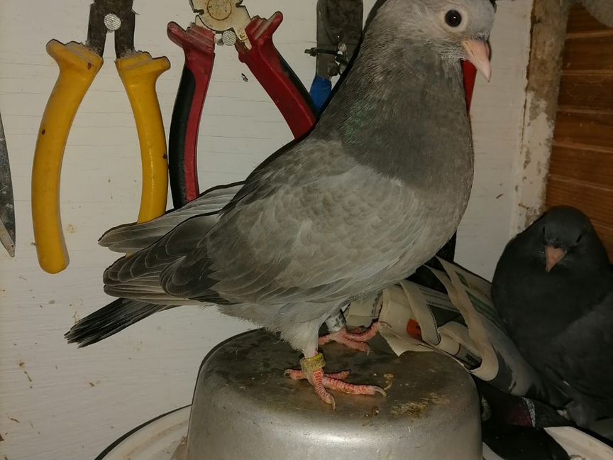 Голуби свердловские