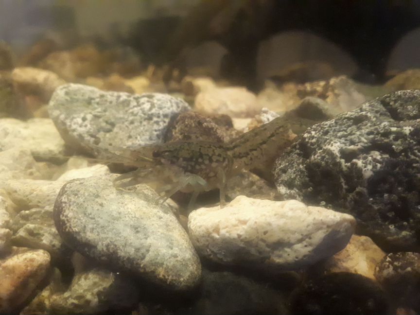 Мраморный рак