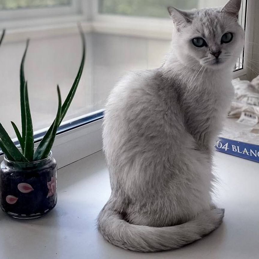 Отдам кошек в добрые руки