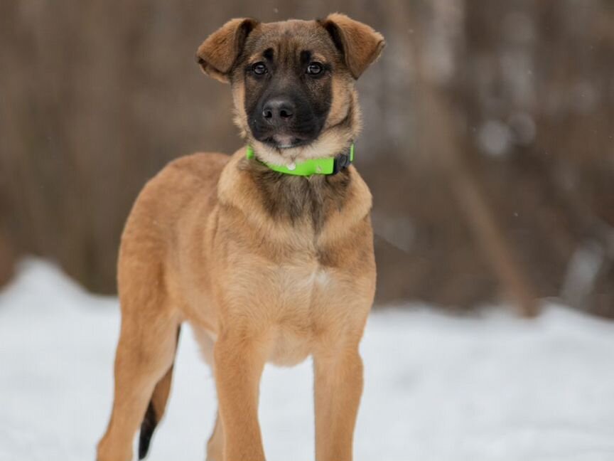 Щенок метис малинуа в добрые руки бесплатно