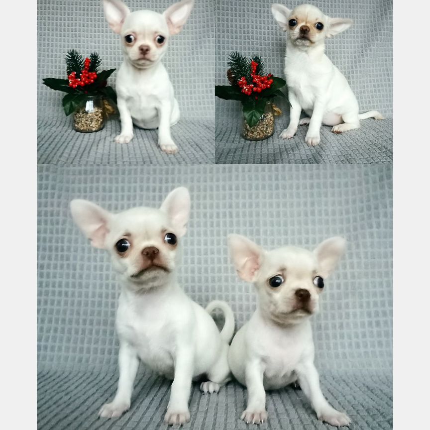 Пять блондинок чихуахуа