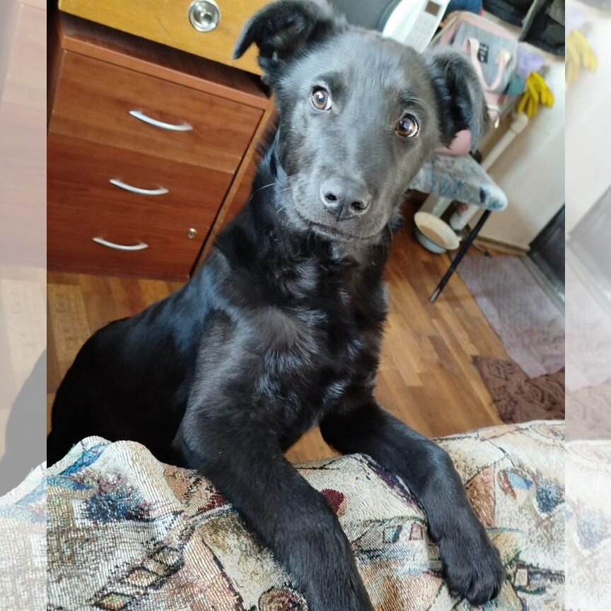 Щенок Мишенька