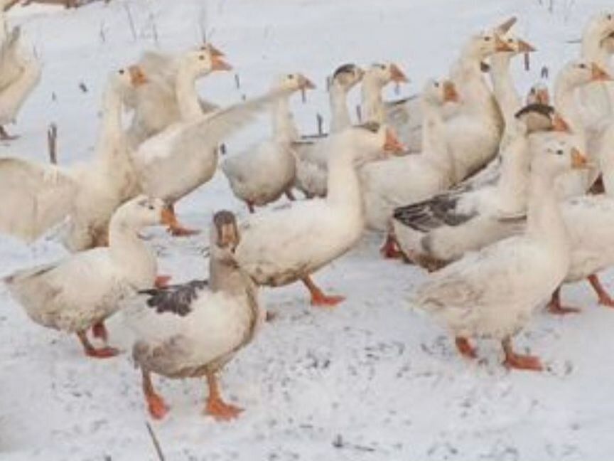 Гуси
