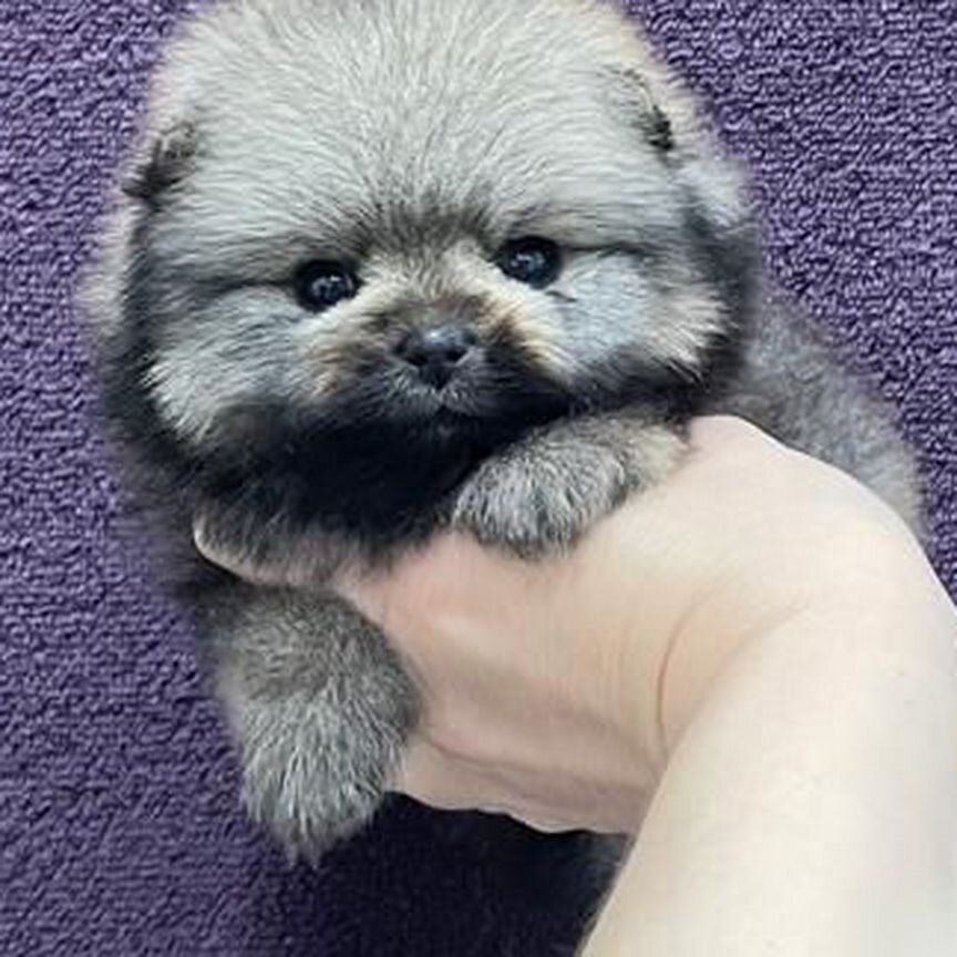 Померанский шпиц, щенок