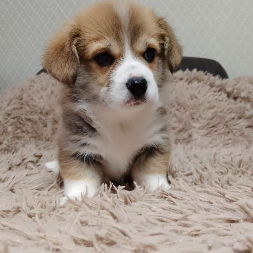 Ищем мам и пап пупсикам