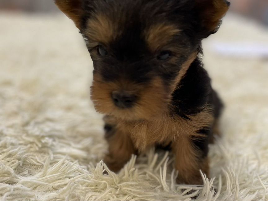 Йоркширский терьер мини щенки