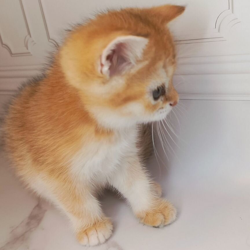 Котята золотая шиншилла