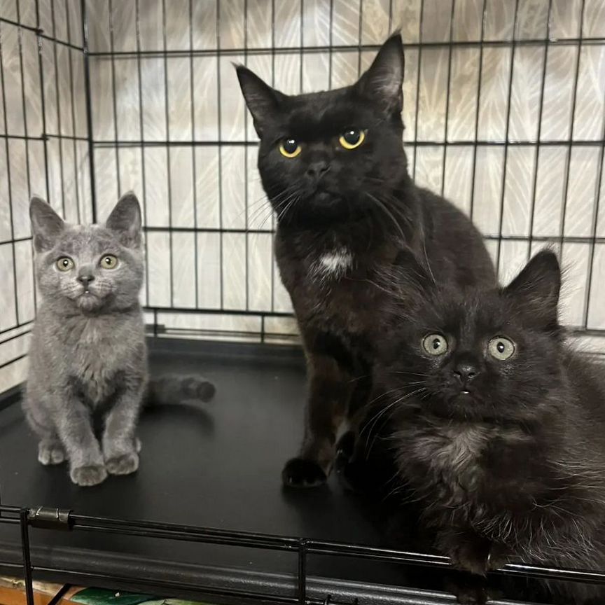 Котёнок в добрые руки