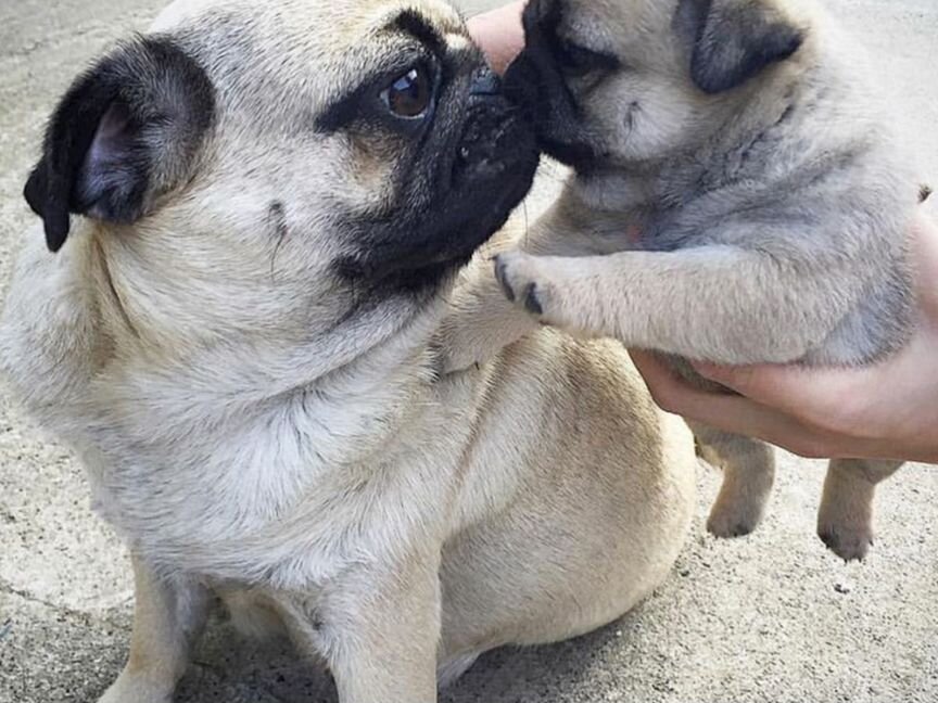 Щенки мопса