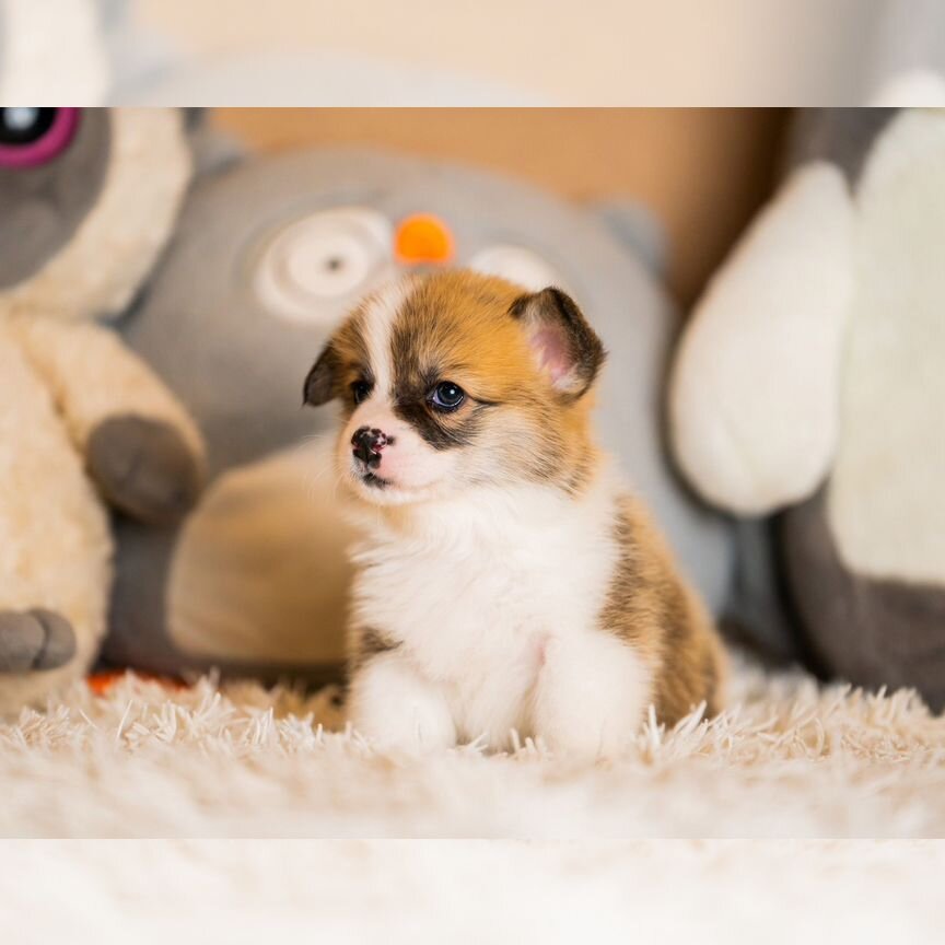 Вельш Корги Пемброк, щенок