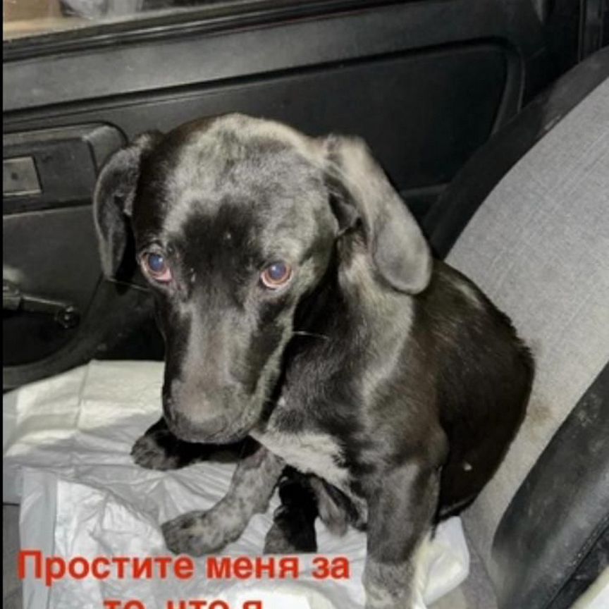Собака в беде нужен дом и хозяева