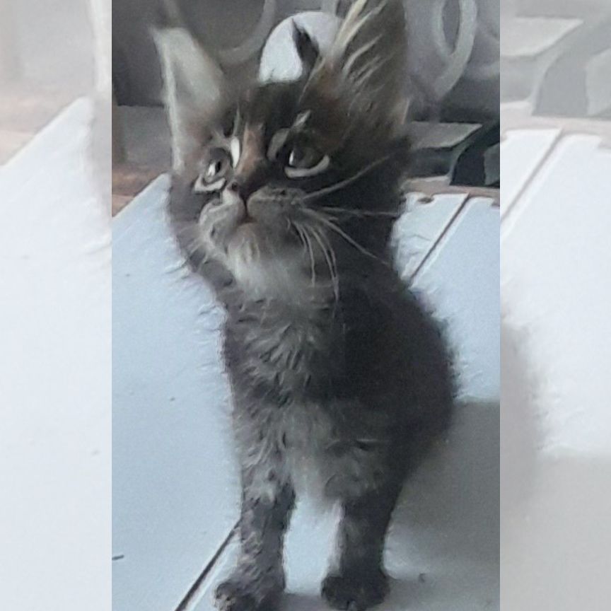 Мейн-кун котёнок