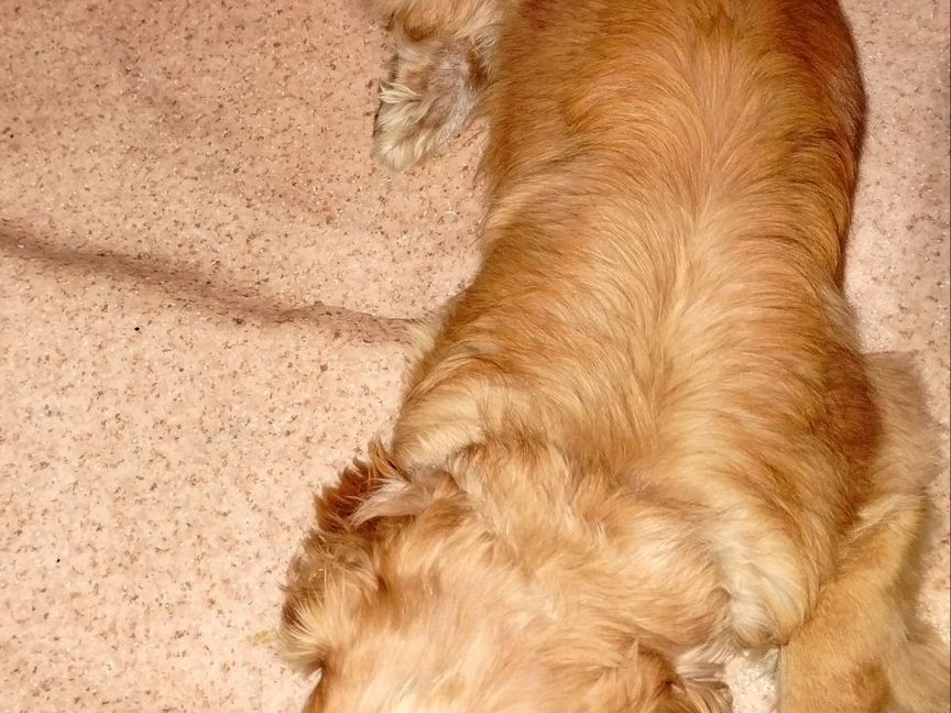 Русский кокер спаниель