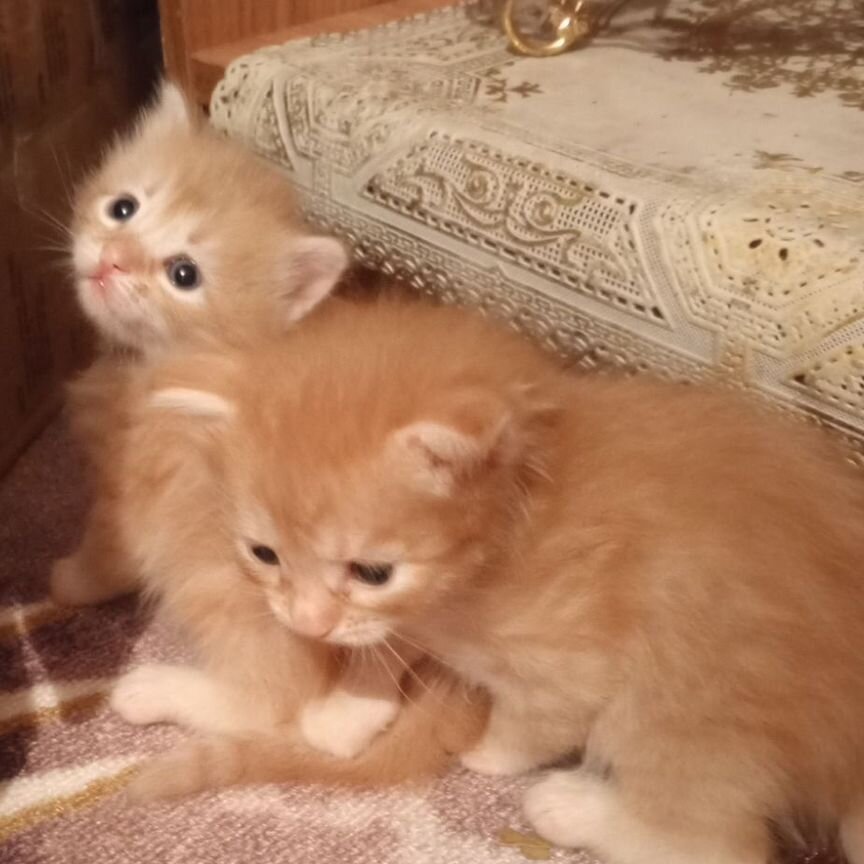 Котята