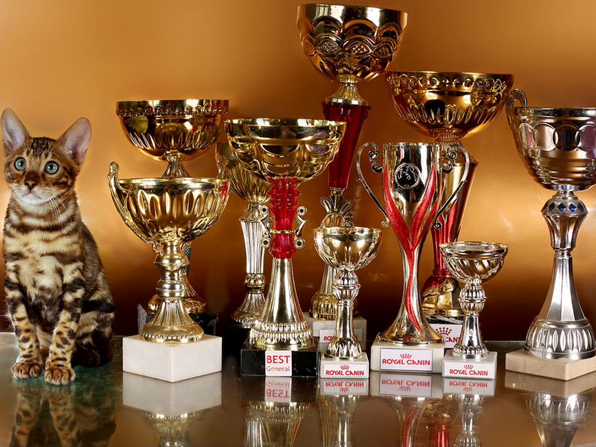 Любителям крупных бенгалов