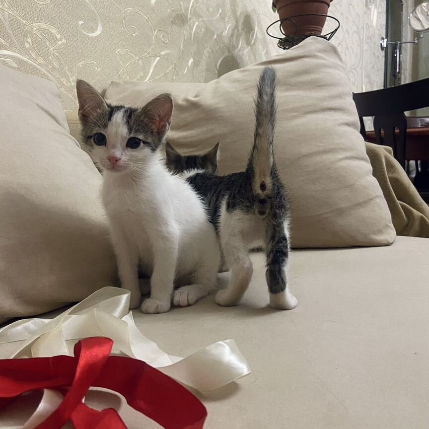 Котята