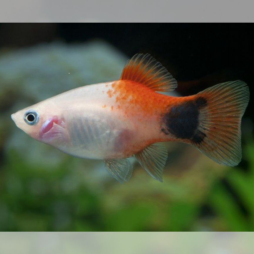 Рыбки пецилии Микки Маус