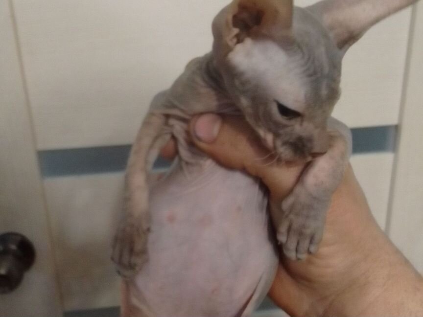 Лысая кошка