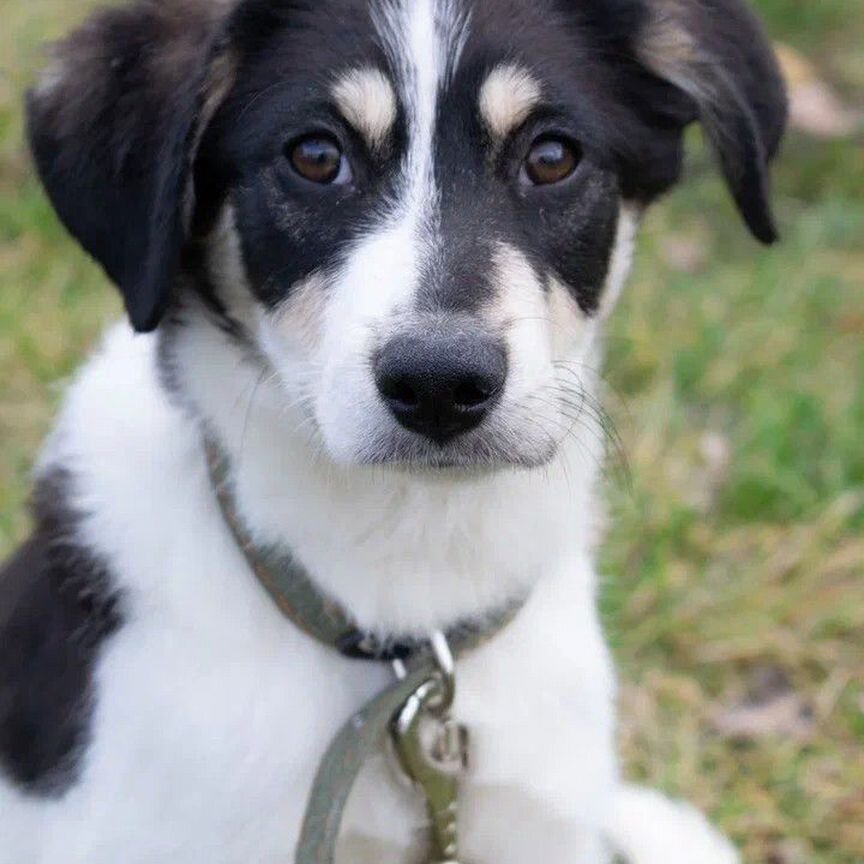 Ариша ищет дом