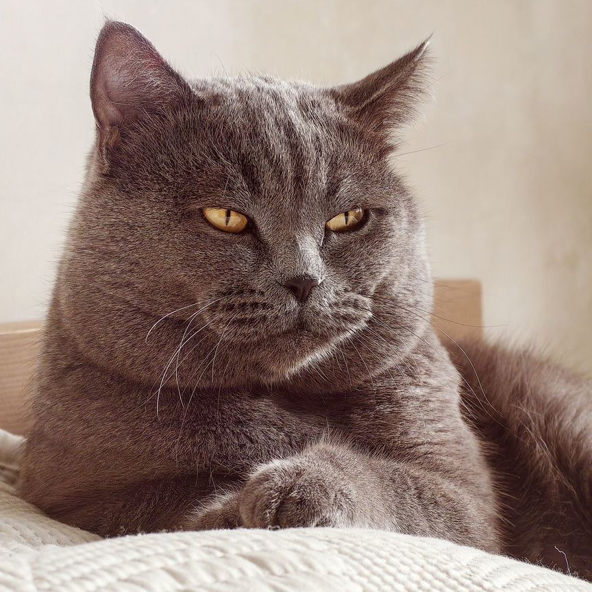 Британский короткошёрстный, взрослый кот