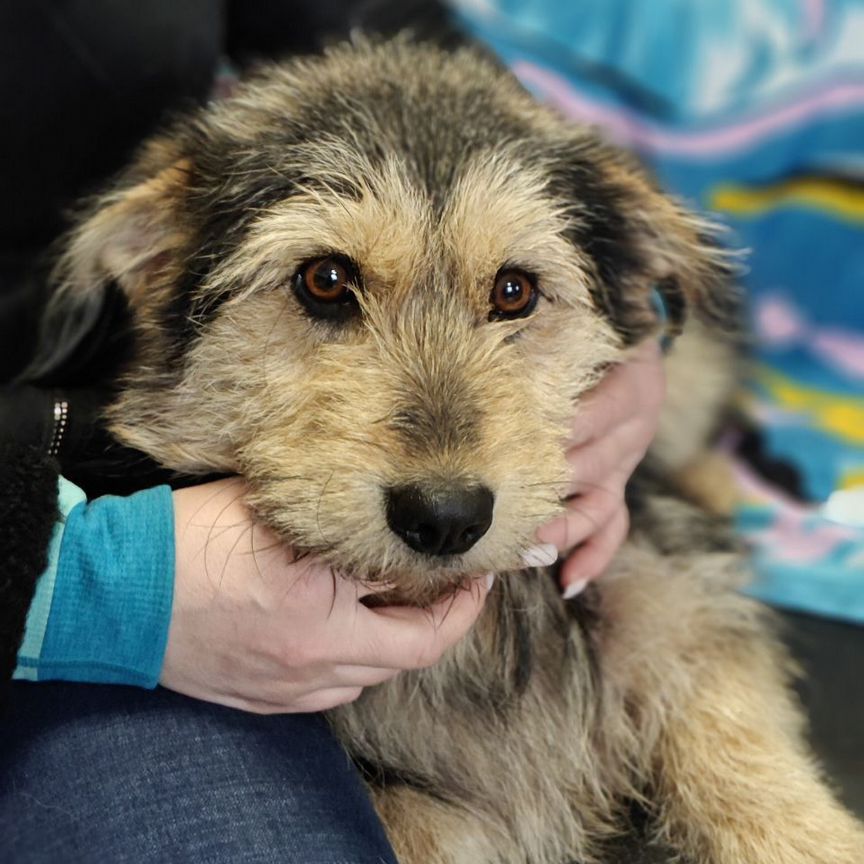 Коротколапик Филя