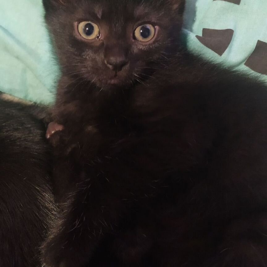 Котята от кошки мышеловки