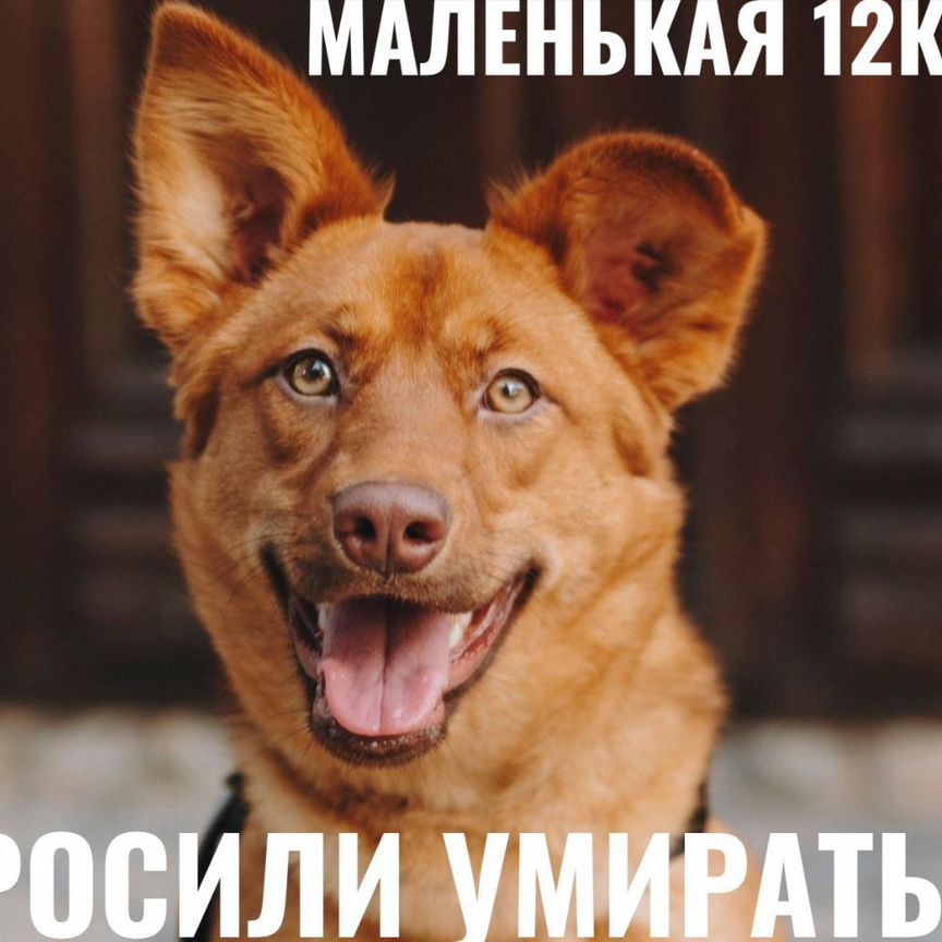 Щенок в добрые руки