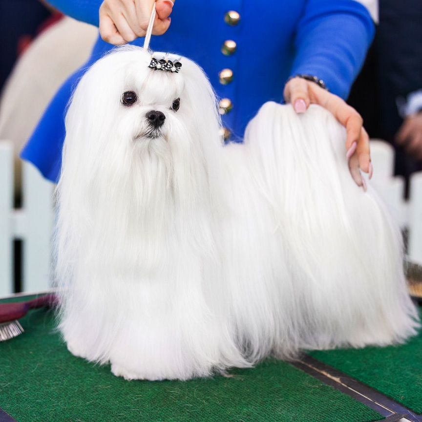 Мальтийская болонка, вязка